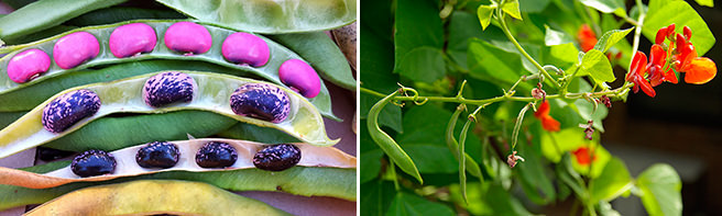 12 perennial vegetables for a low-maintenance allotment - H is for Home