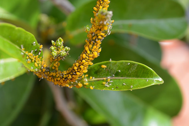 Everything you ever wanted to know about aphids - H is for Home Harbinger