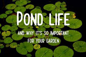 Pond life, and why it's so important for your garden - H is for Home